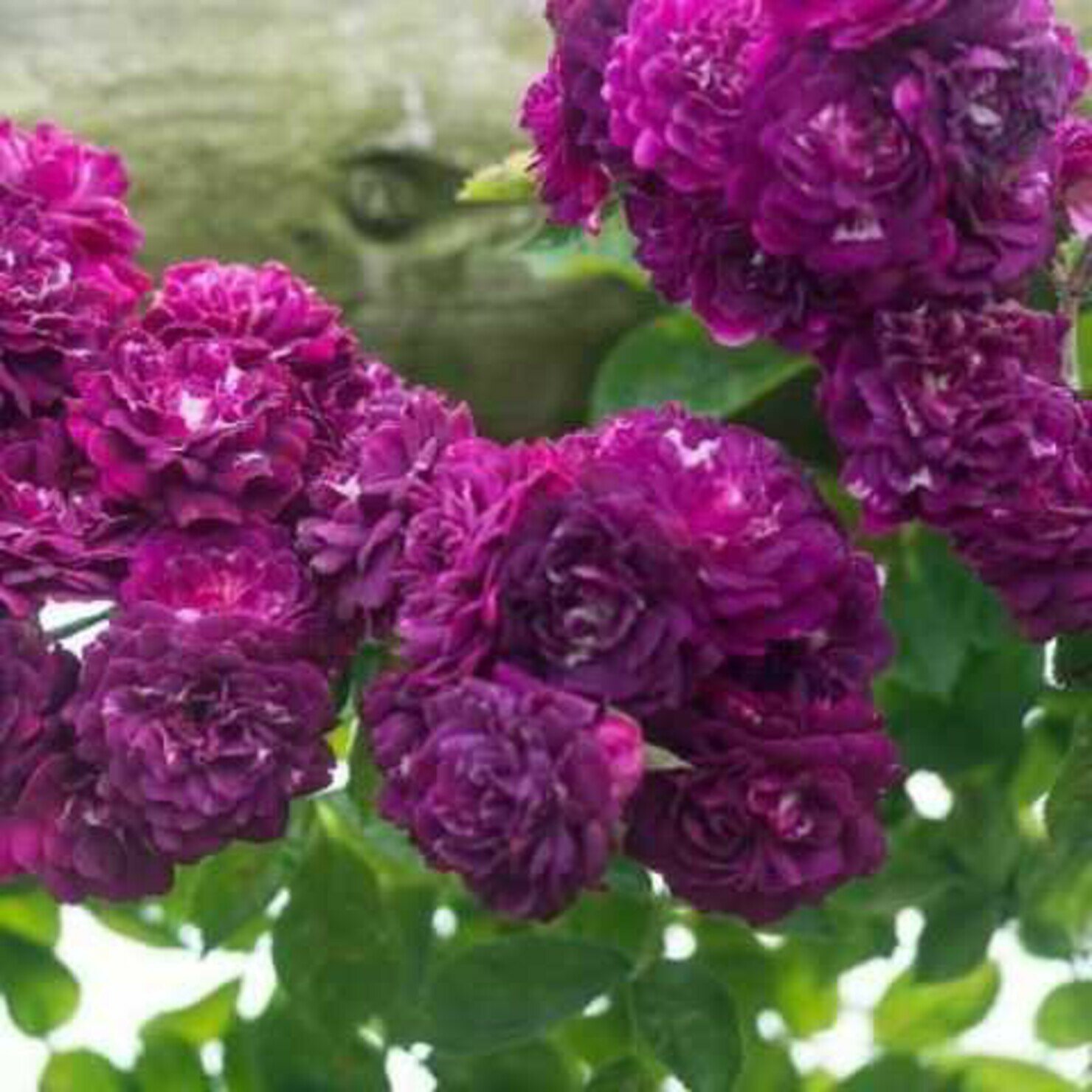 Роза плетистая Блю Маджента (Bleu Magenta), 1 шт, розы, пионовидный