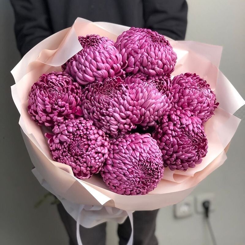 Букет из фиолетовых хризантем 9 шт, красивый букет цветов, шикарный, премиум цветы, премиум букет