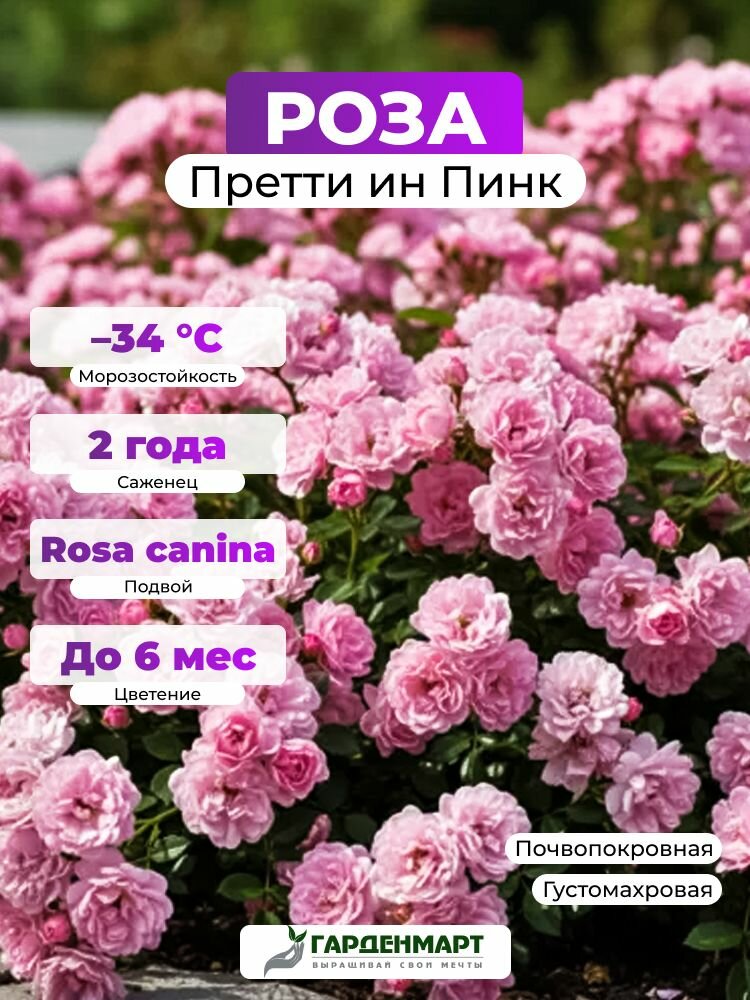 Саженец Роза Претти ин Пинк