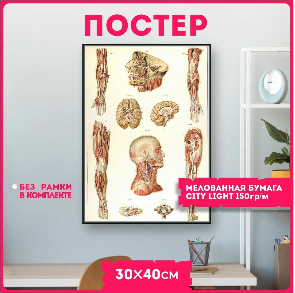Постеры на стену Анатомия строение тела