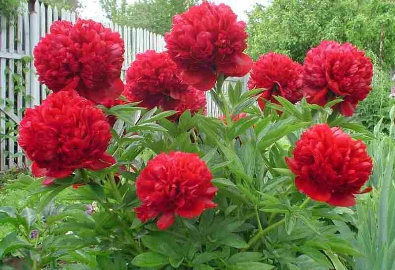 Пион Carol 1 шт.