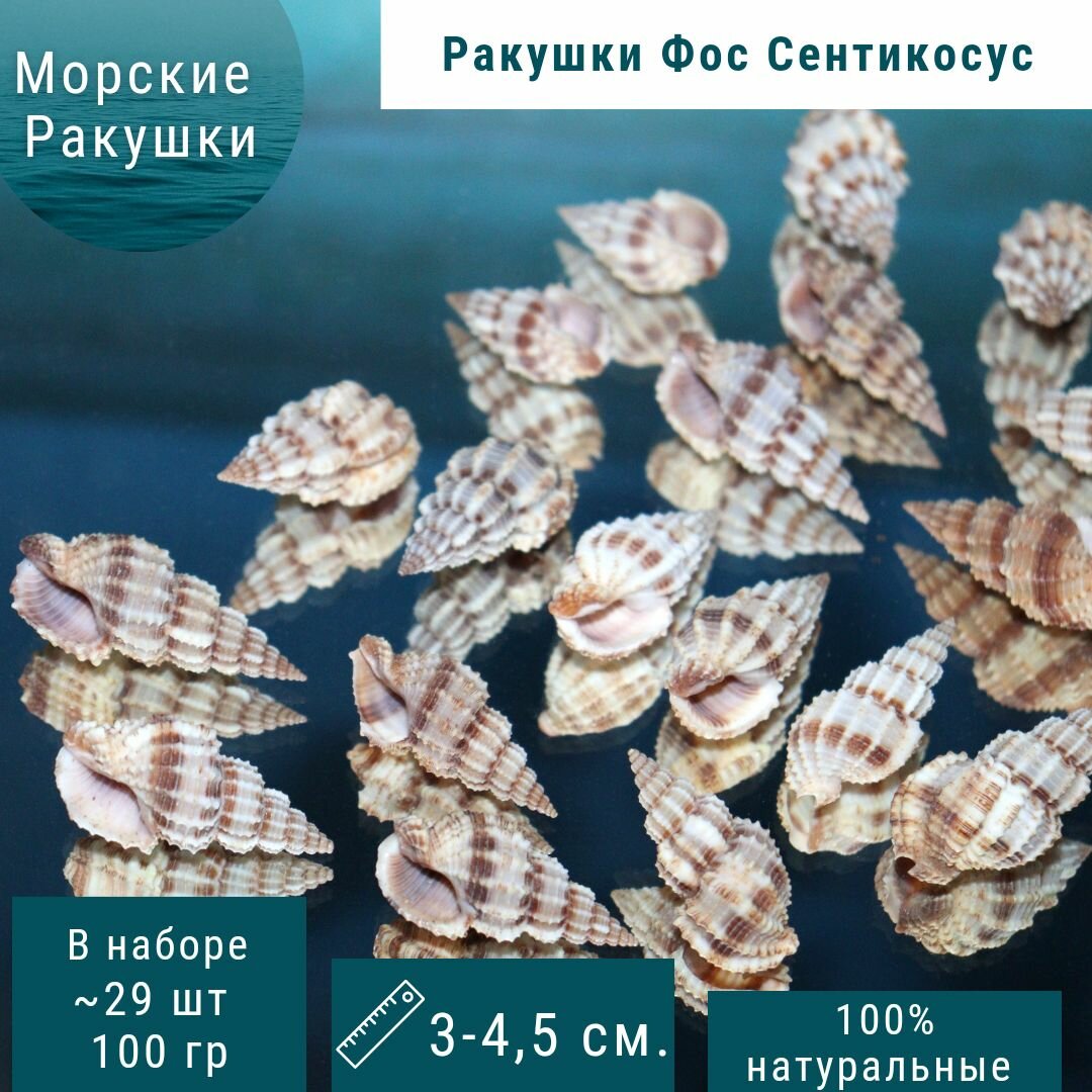 Ракушки морские "Фос Сентикосус", для декора, бежевые, шоколадные 3-4см, 100 г