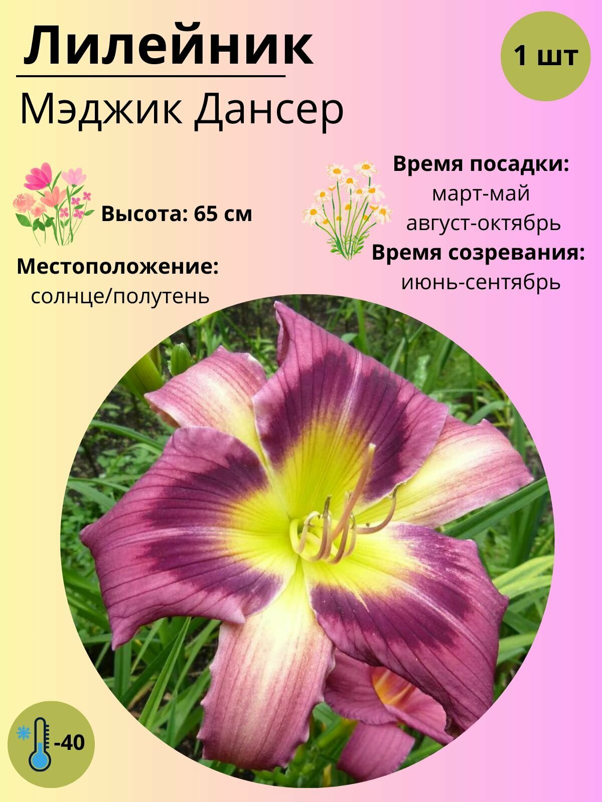 Лилейник Меджик Дансер, многолетние цветы