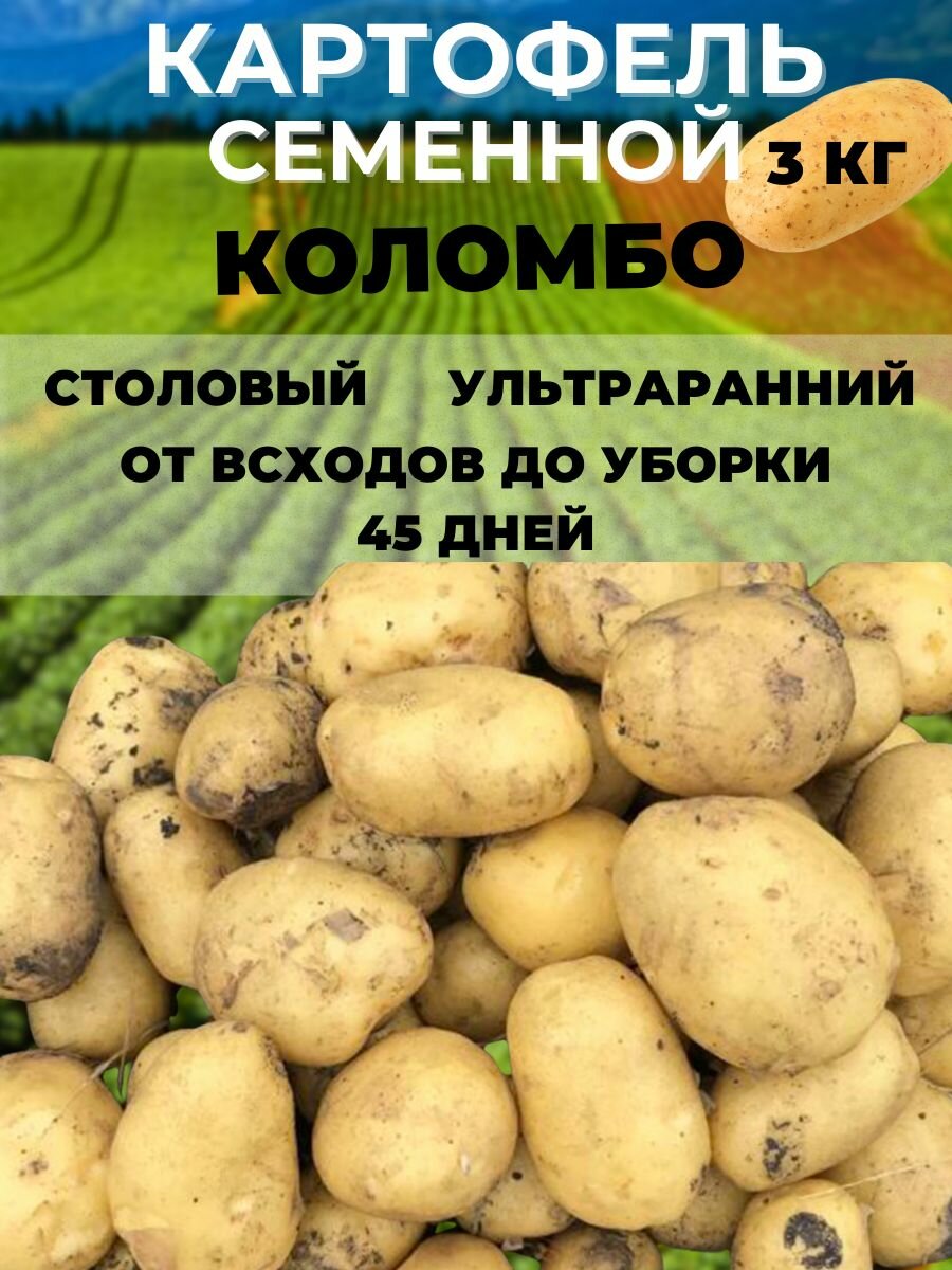 Картофель семенной