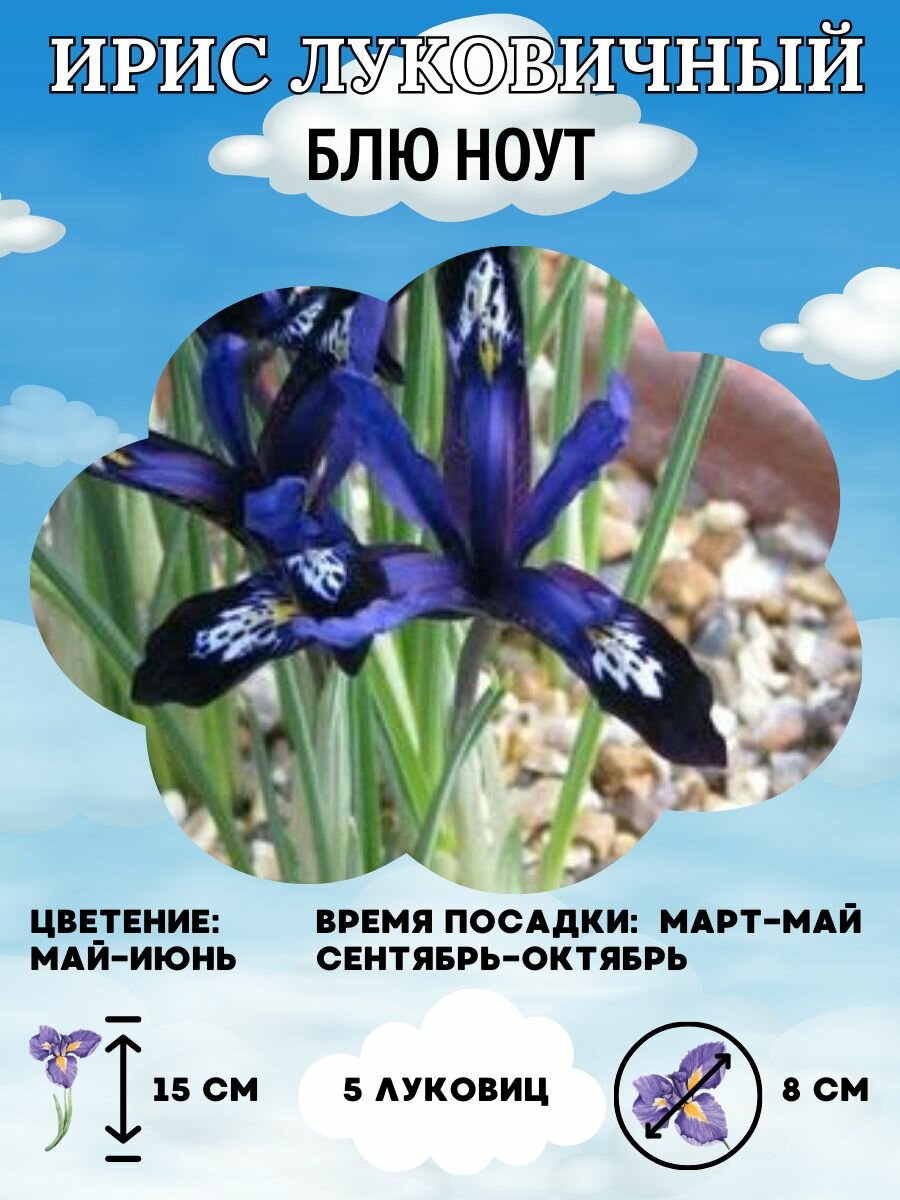 Ирис луковичный 5шт.