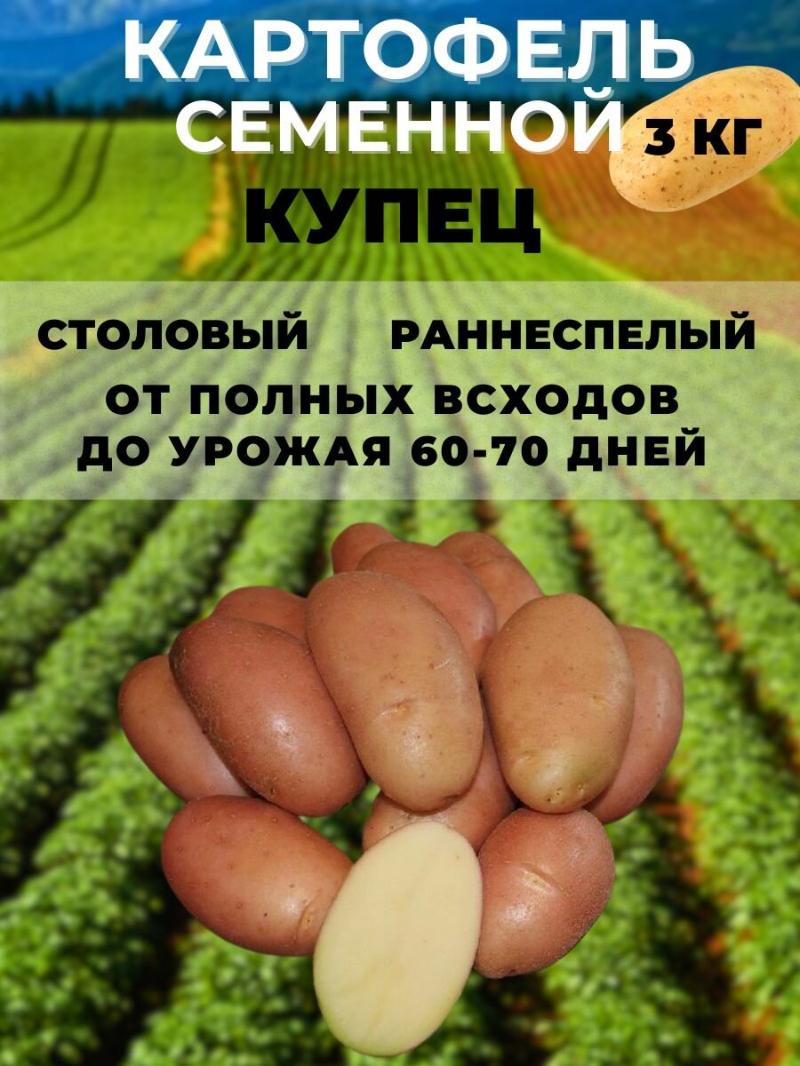 Картофель семенной