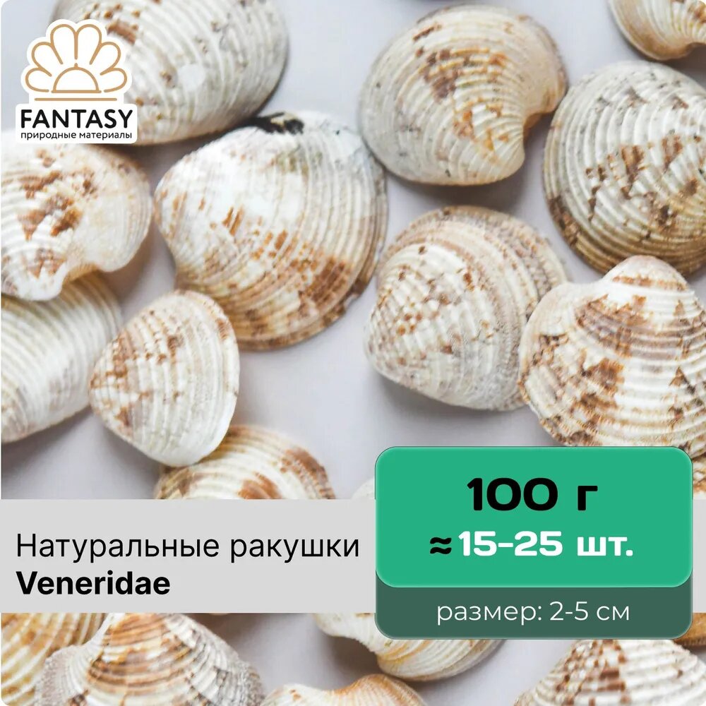 Натуральные морские ракушки FANTASY Veneridae, размер - 2-5 см, набор весом отборные, набор весом 100 г (15-25 шт.)