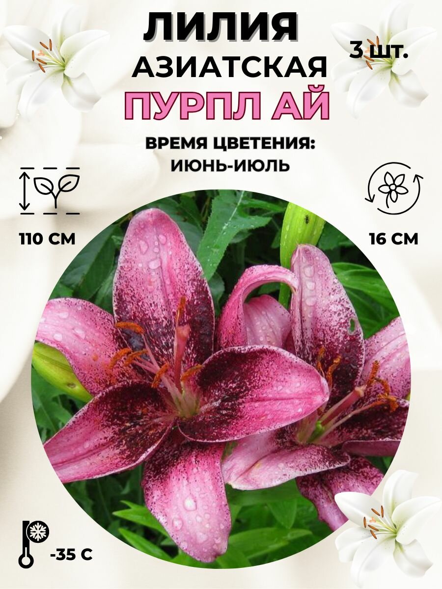 Лилия азиатская, луковицы 3 штуки