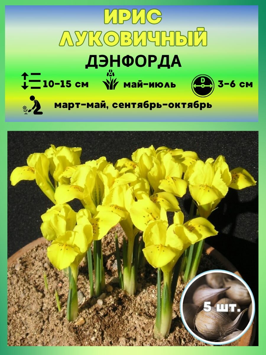 Ирис луковичный 5шт.