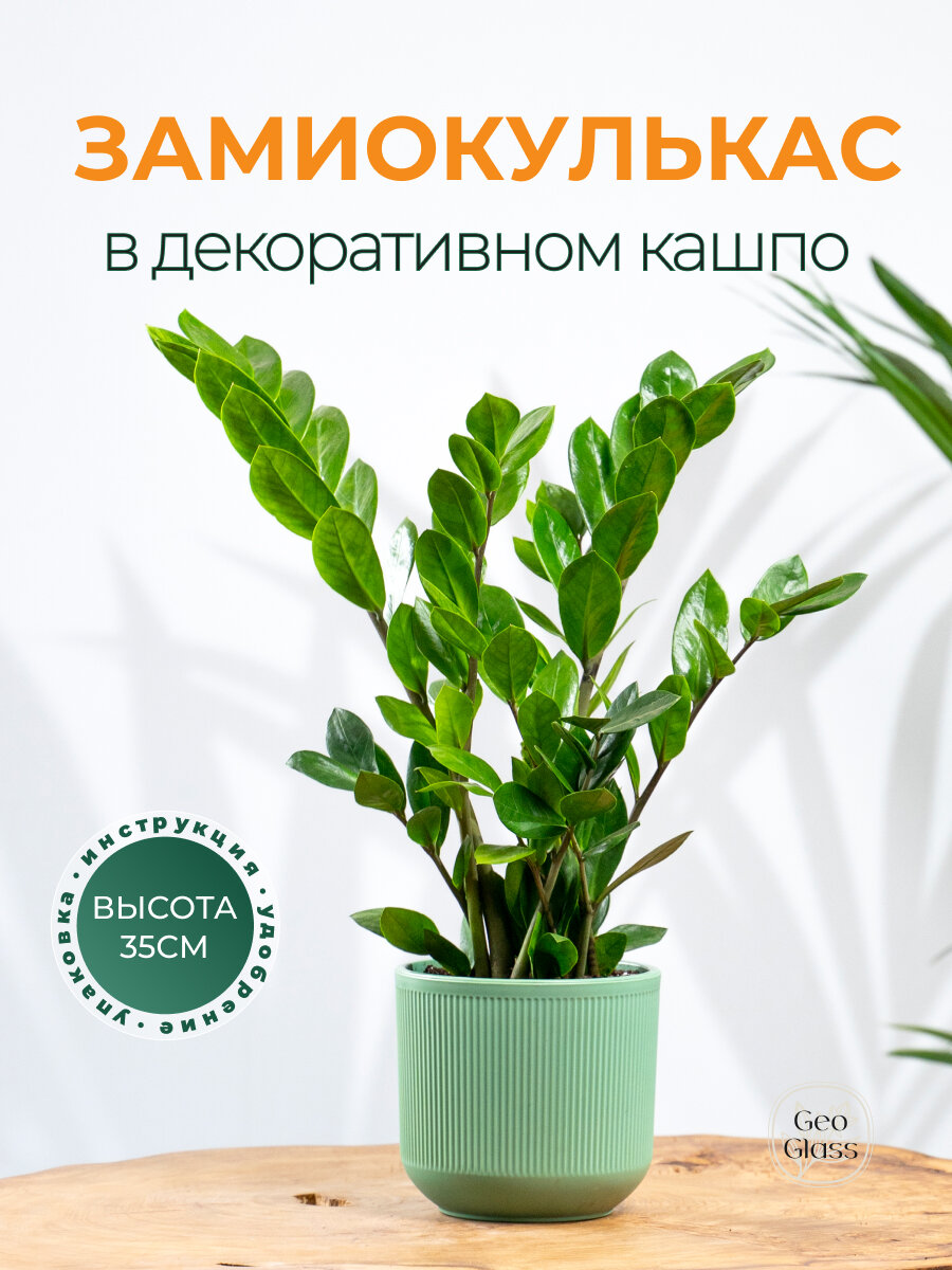 Geo Glass: Цветок замиокулькас, долларовое дерево в интерьерном кашпо 30-35 см