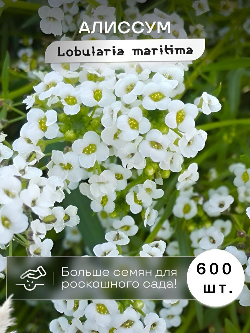 Алиссум снежная принцесса, семена отборные, 600 шт, снежно-белые