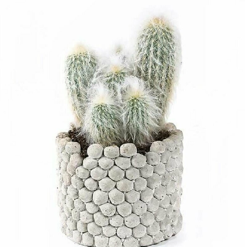 Эспостоя шерстистая, Espostoa Lanata, кактусы, семена