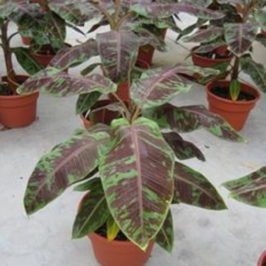 Банан Зебрина, семена