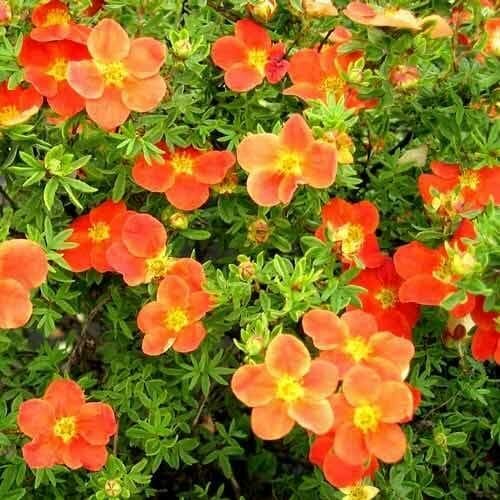 Лапчатка Танжерин (Potentilla fruticosa Tangerine) / морозостойкий сорт — фото 1