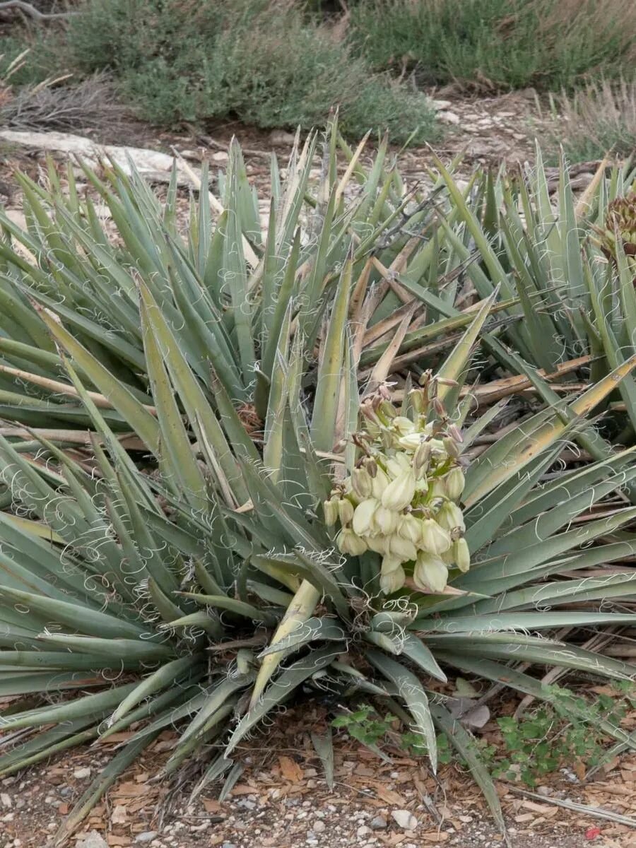 Юкка сизая семена 4 штуки