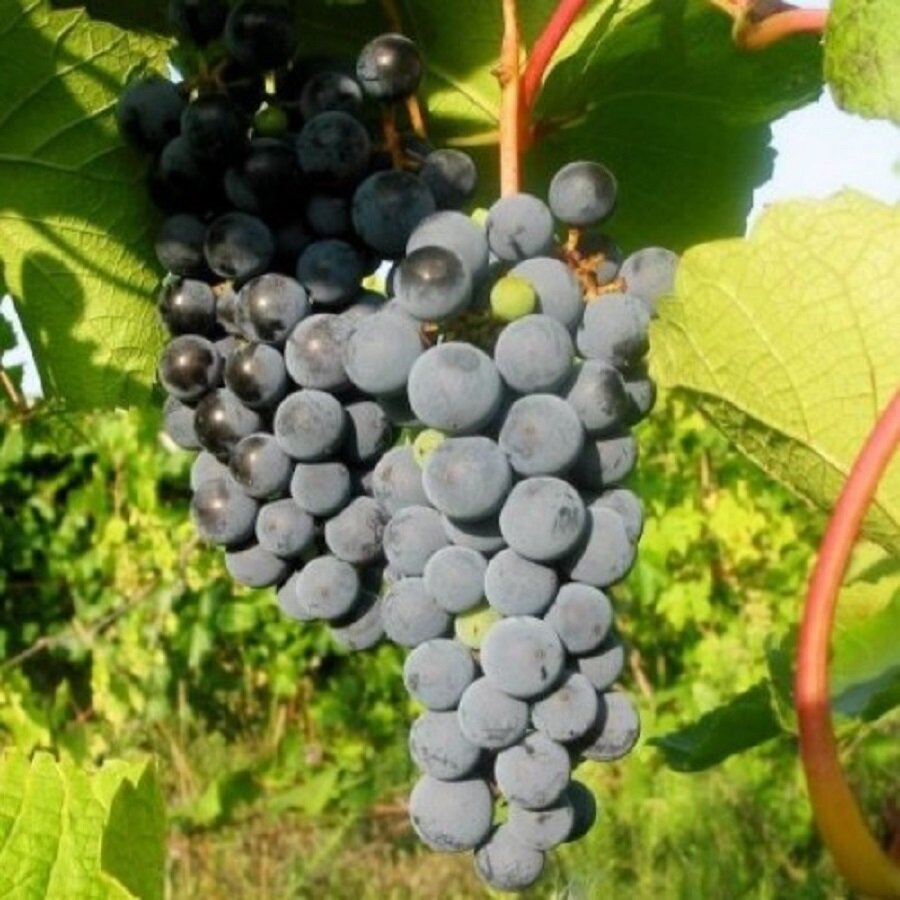 Семена Deodar SEEDS COMPANY Виноград Амурский 15 шт.