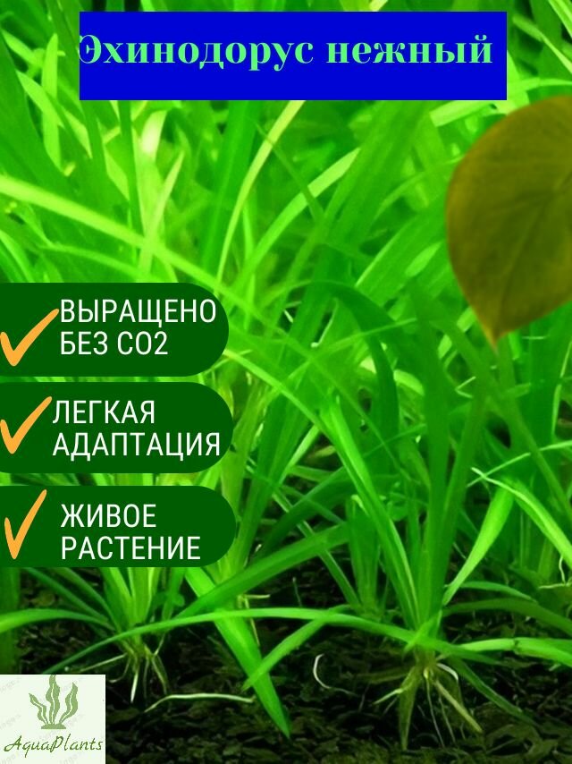 Эхинодорус нежный. Живое аквариумное растение
