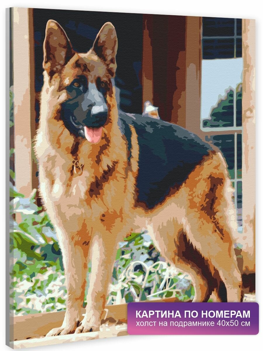 Картина по номерам на холсте с подрамником 40х50 см. Природа, животные, рыбы, птицы. Собаки, щенки. "Немецкая овчарка", арт. 4020/