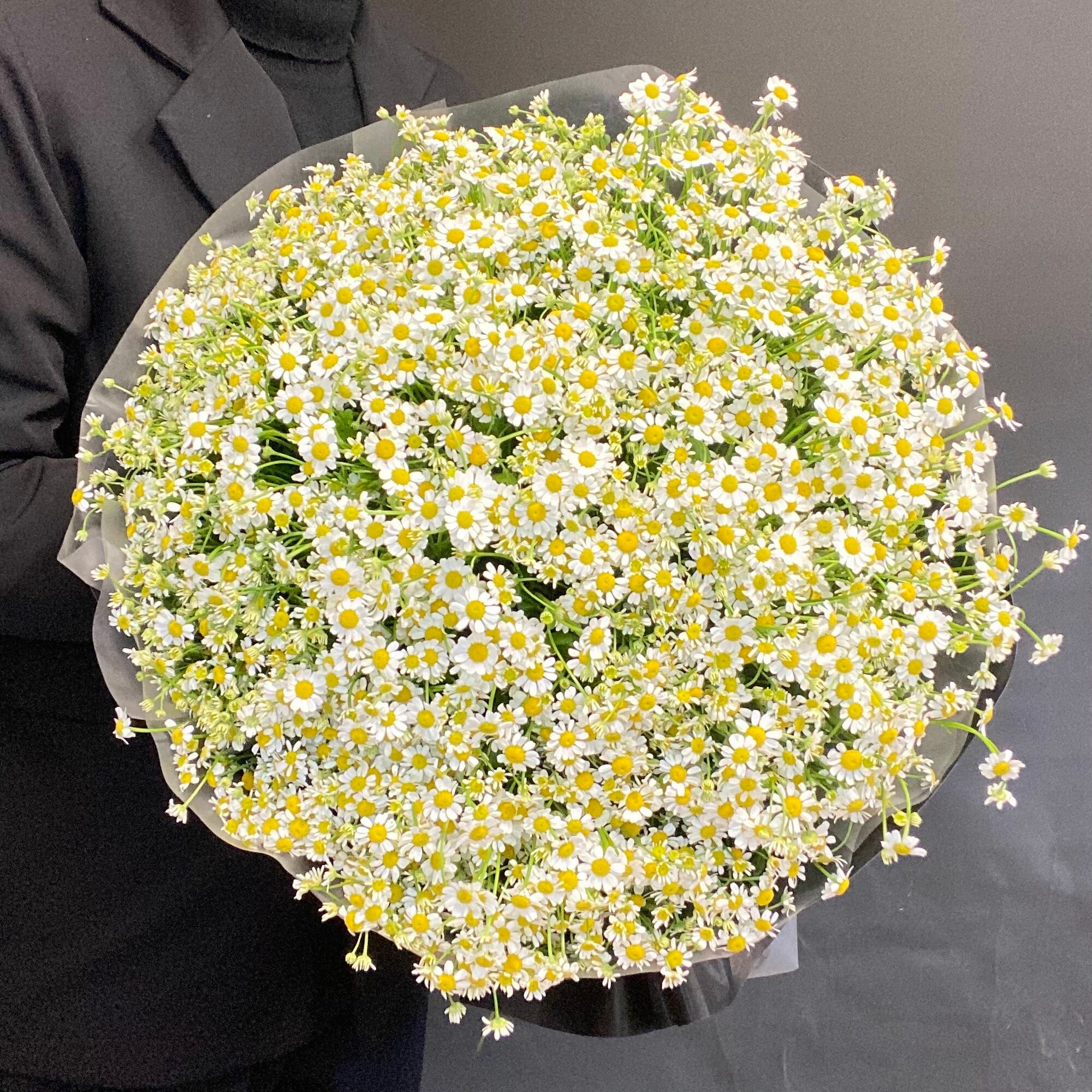 Ромашки (101 ромашка), высота букета 50 см, ширина букета 45 см