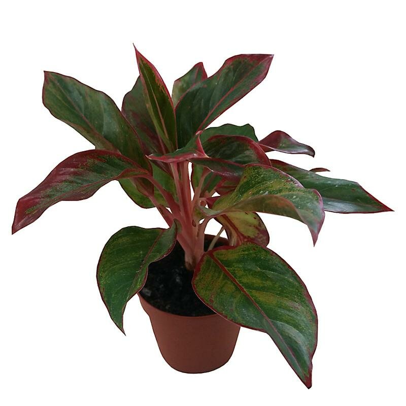 Аглаонема Крит - Aglaonema Crete D12 H30