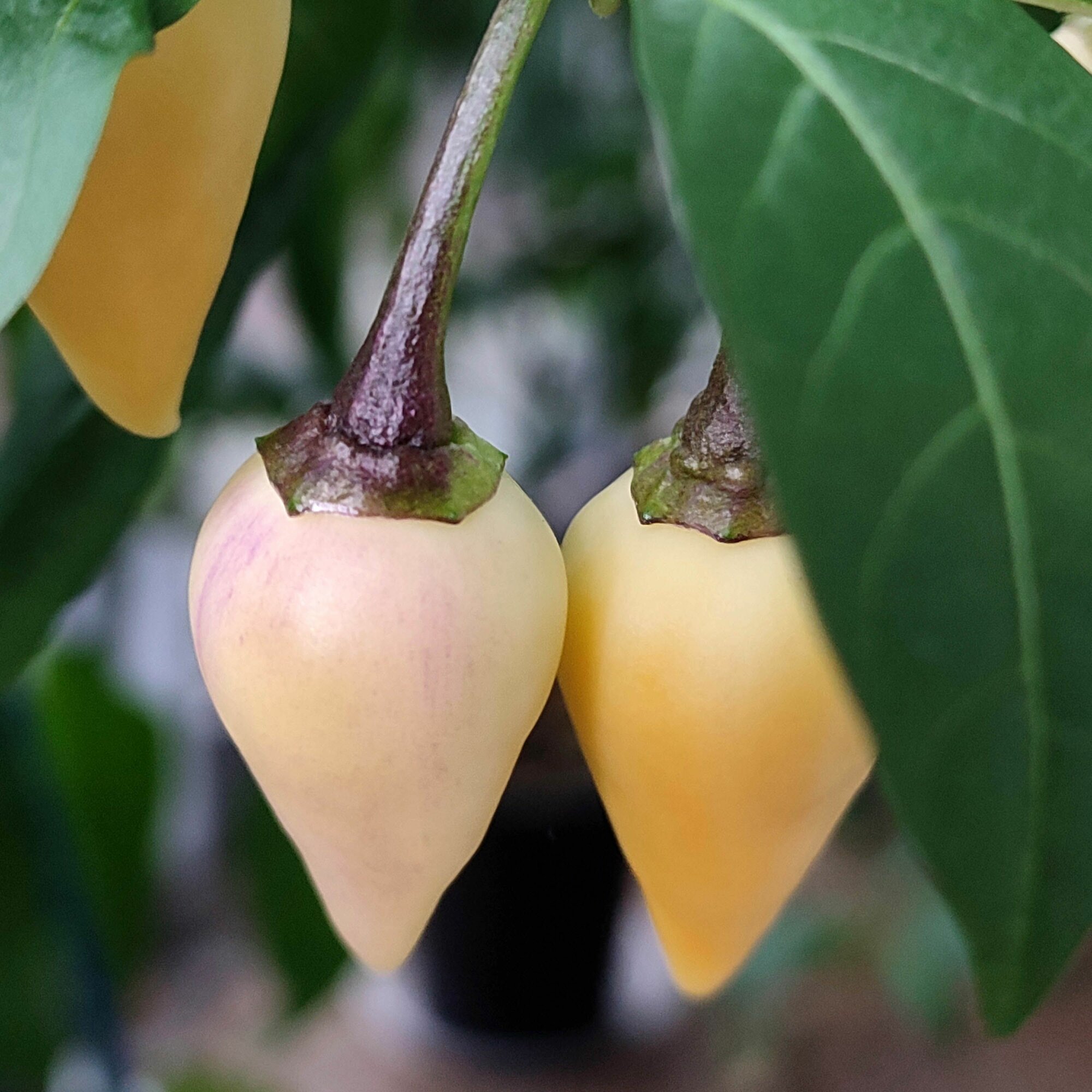 Семена острого перца Purple Gum Roxa