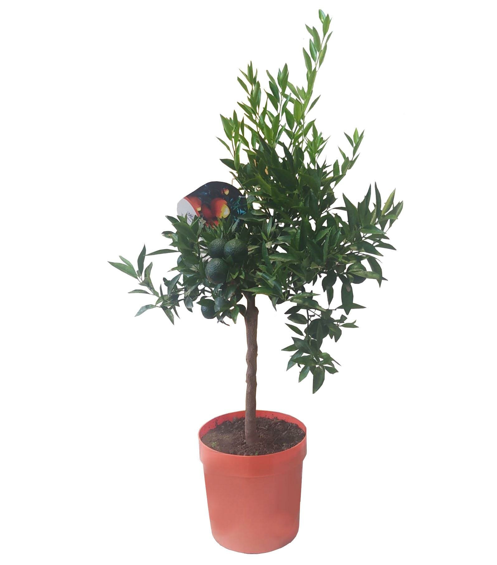 Мандарин Фортуна - Clementin Fina x tangerine Dancy D21 H75