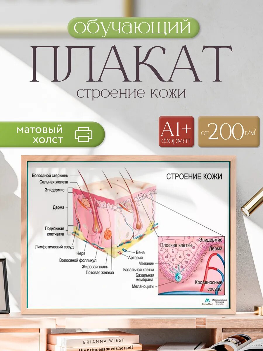 Строение кожи, плакат матовый холст от 200 г/кв. м, размер A1+