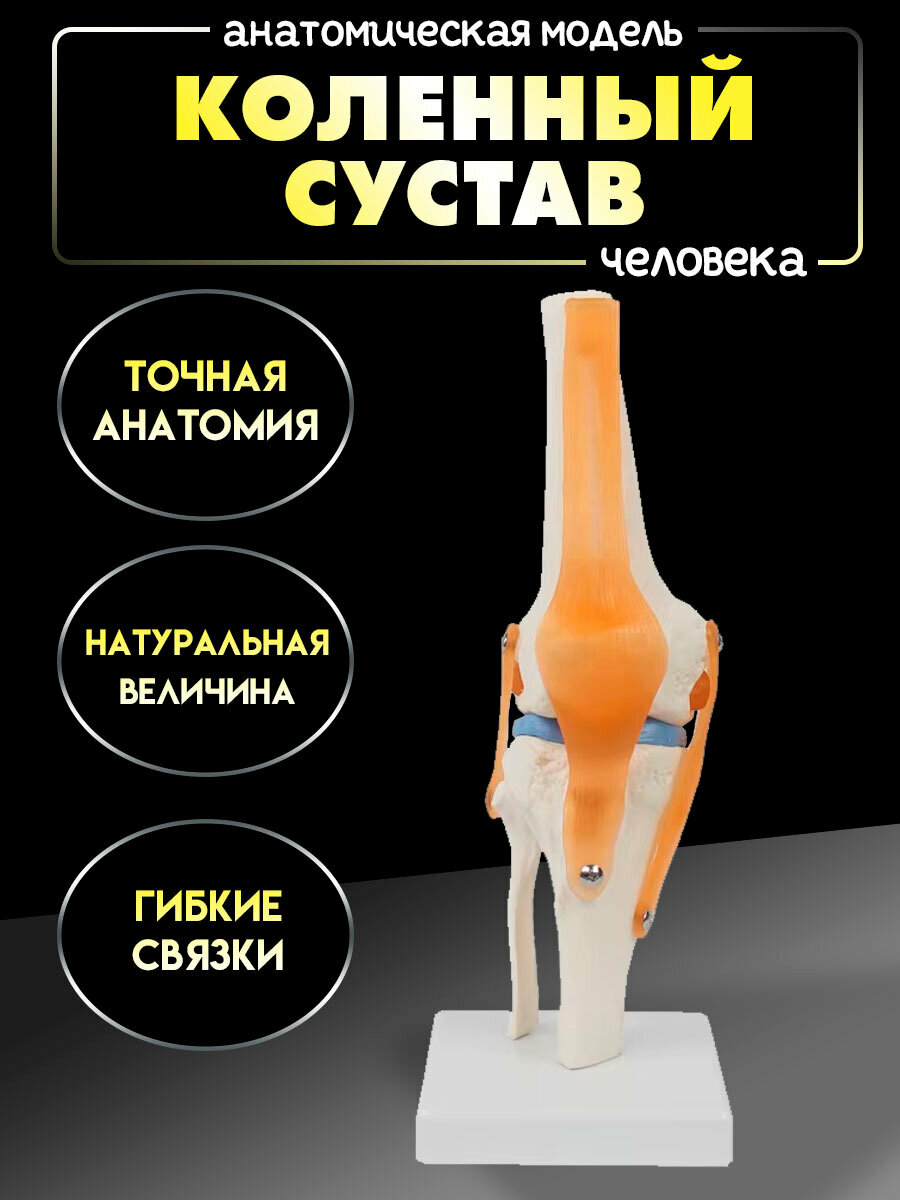 Анатомическая модель коленного сустава в натуральную величину на подставке, 3Д макет коленного сустава человека