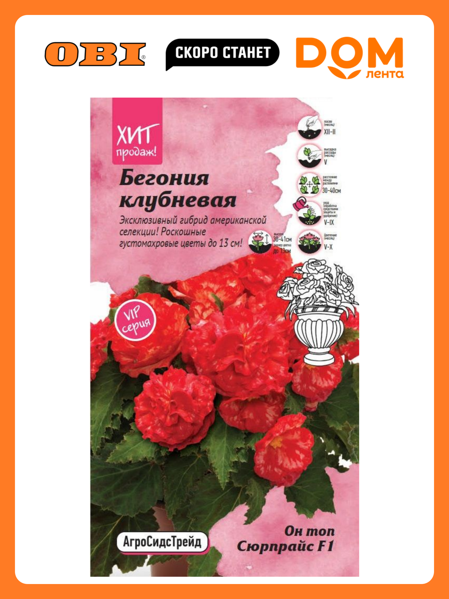 Бегония клубневая ОН ТОП Сюрпрайс 6 шт АСТ