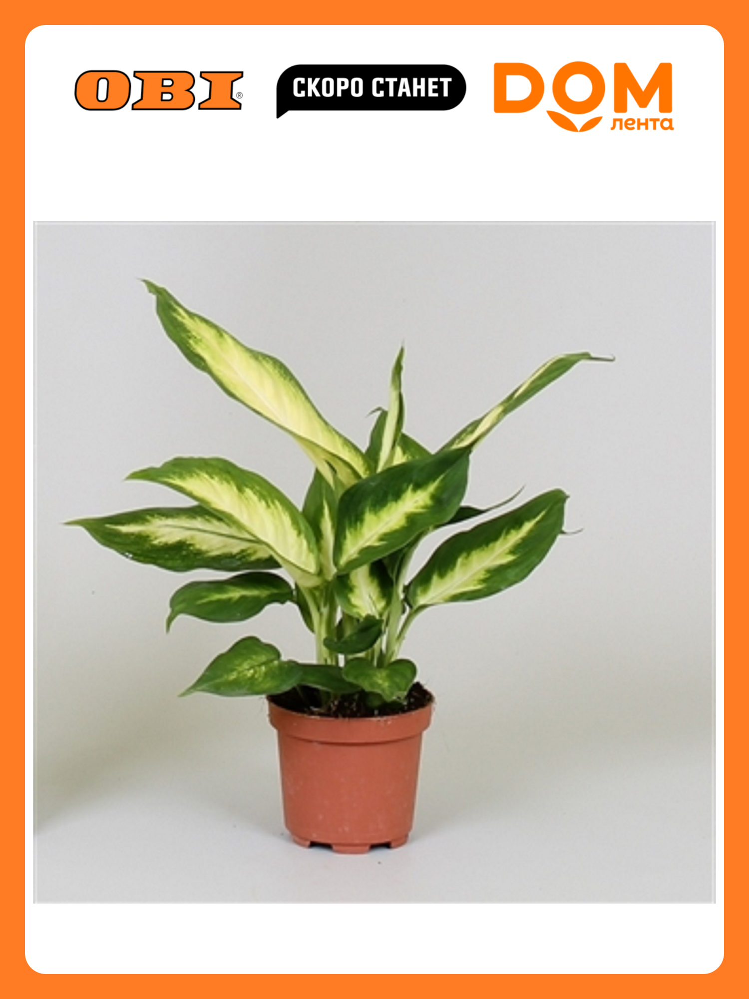 Диффенбахия Камилла, декоративно-лиственное растение, высота 25 см, горшок D9