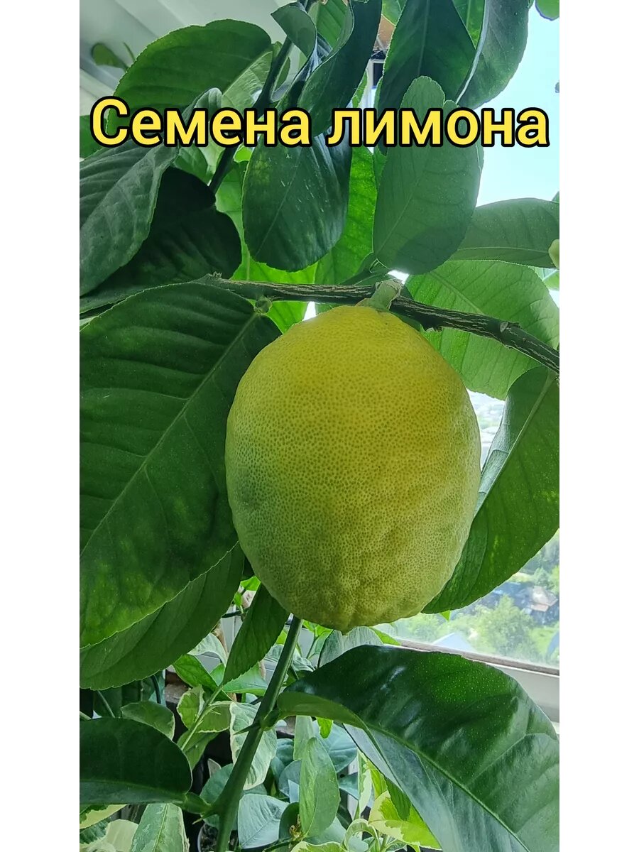 Семена цитрусовых — фото 1