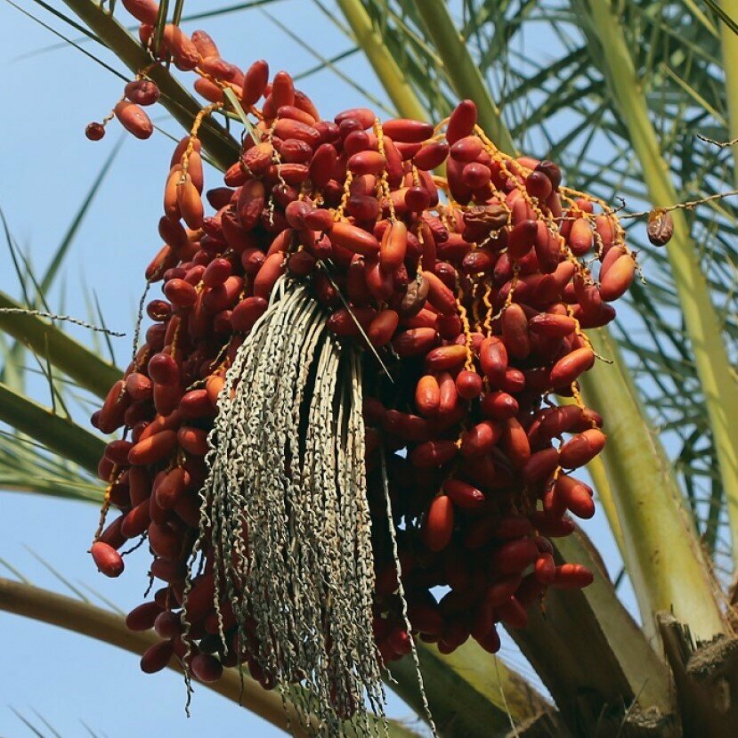 Семена Орешка Финики сорта Mazafati dates 20 ШТ, Финиковая пальма