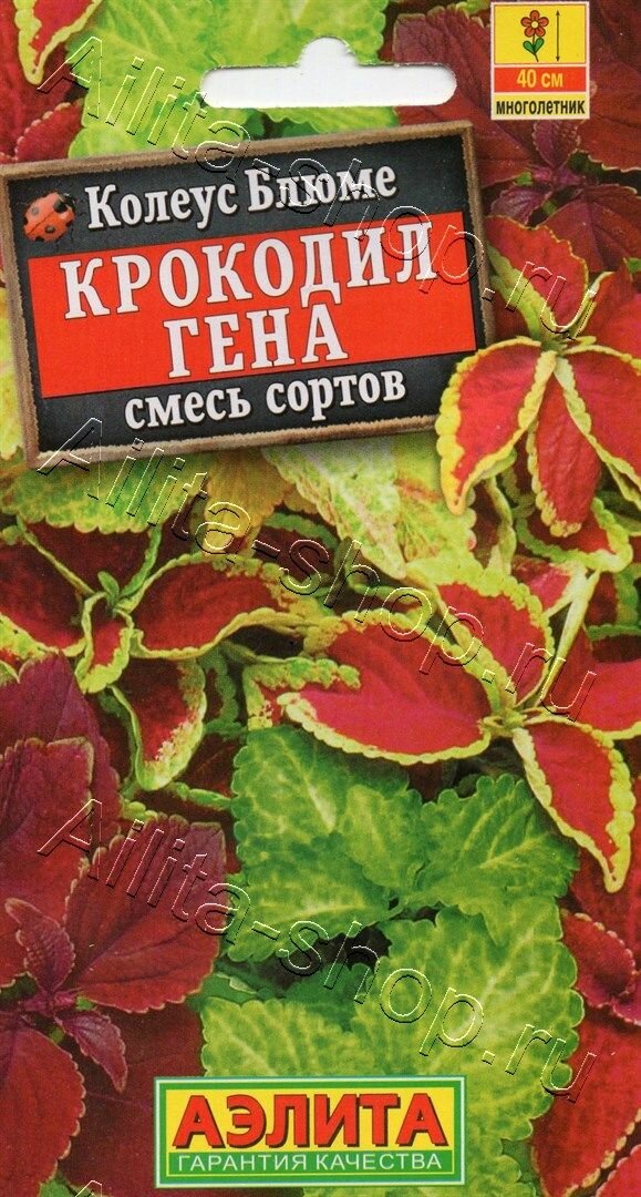 Колеус блюме крокодил Гена. смесь окрасок (3 упаковки )