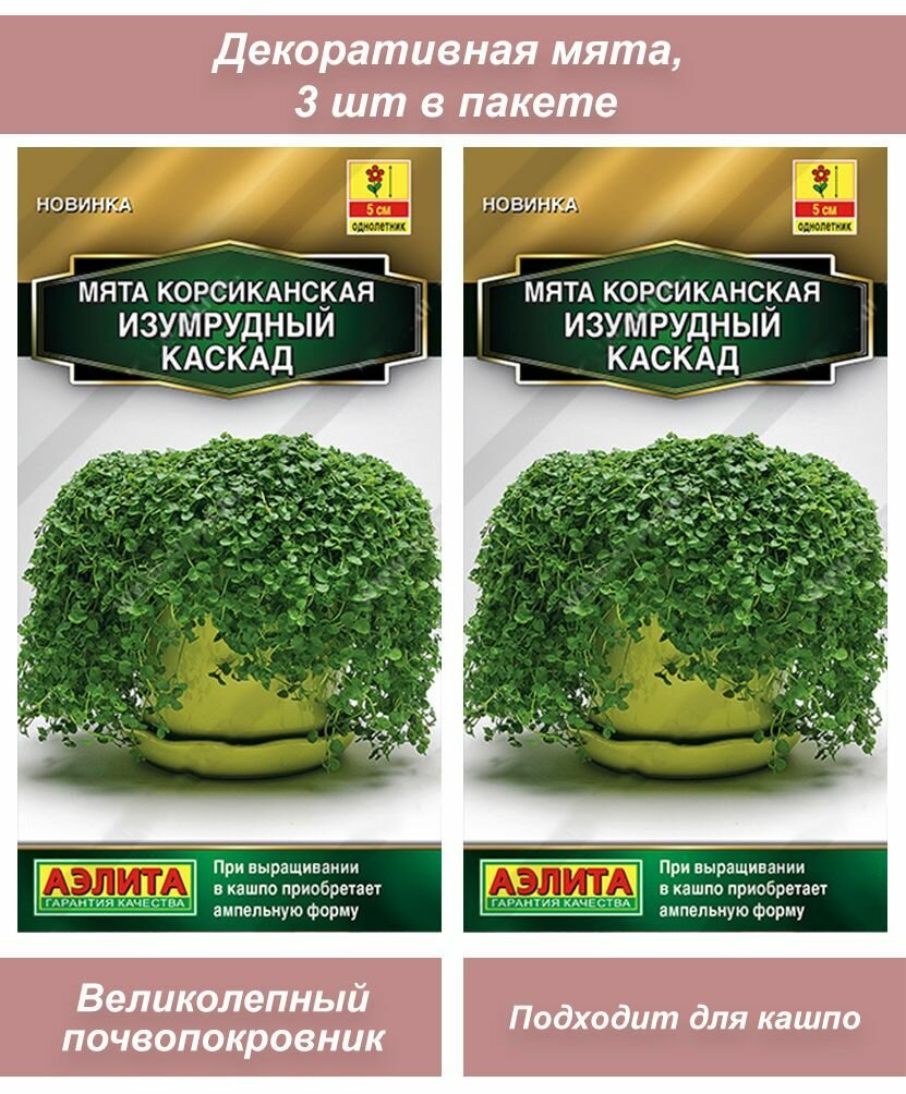 Семена цветов ампельная мята