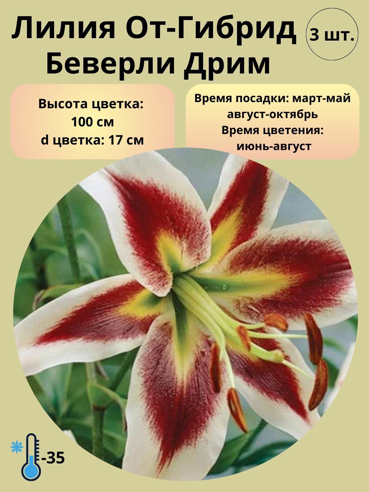 Луковицы Лилии ОТ-гибрид, 3 шт