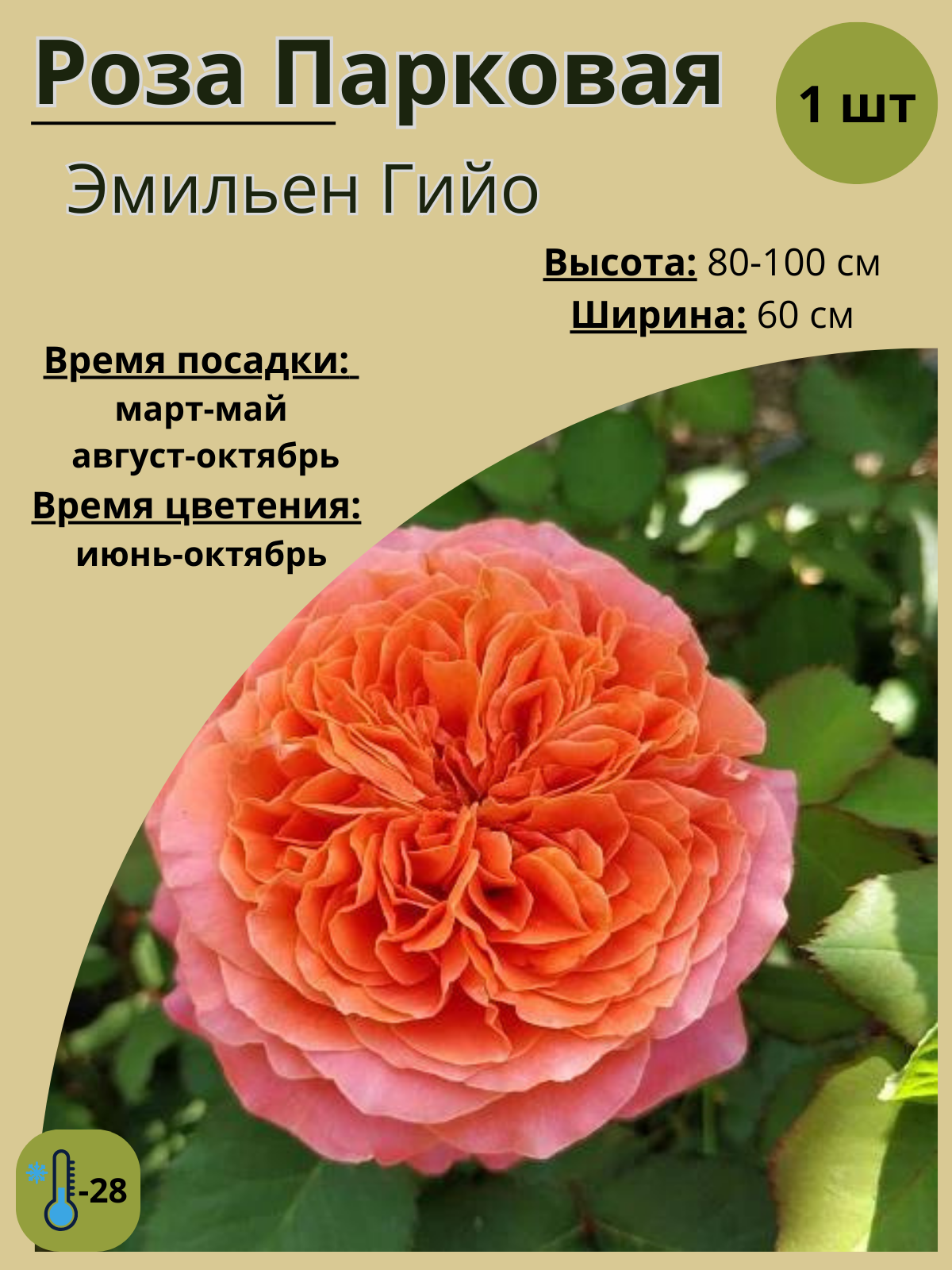 Роза парковая Эмильен Гийо