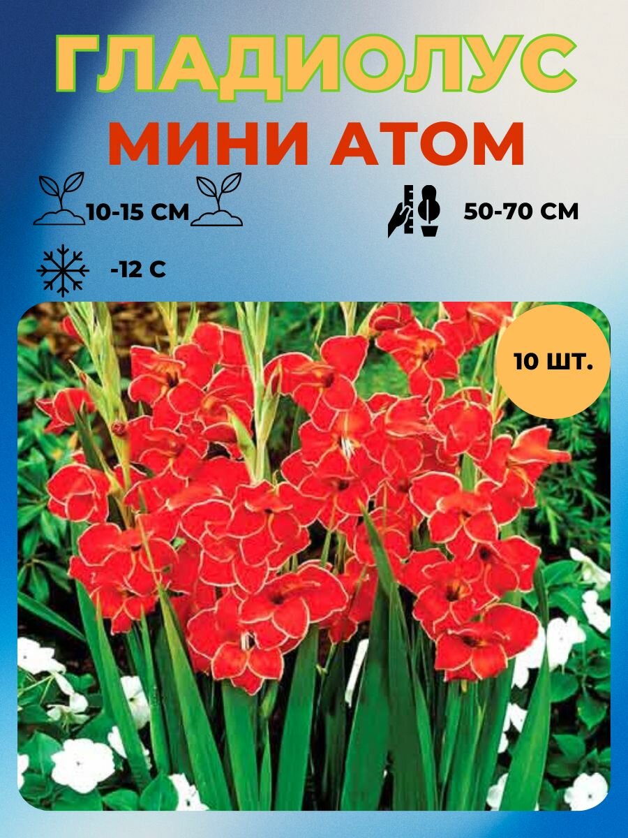 Гладиолус крупноцветковый, луковицы 10 штук