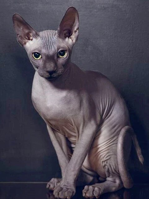 Алмазная картина "Милый кот-сфинкс", 5D round 20x25cm, 1