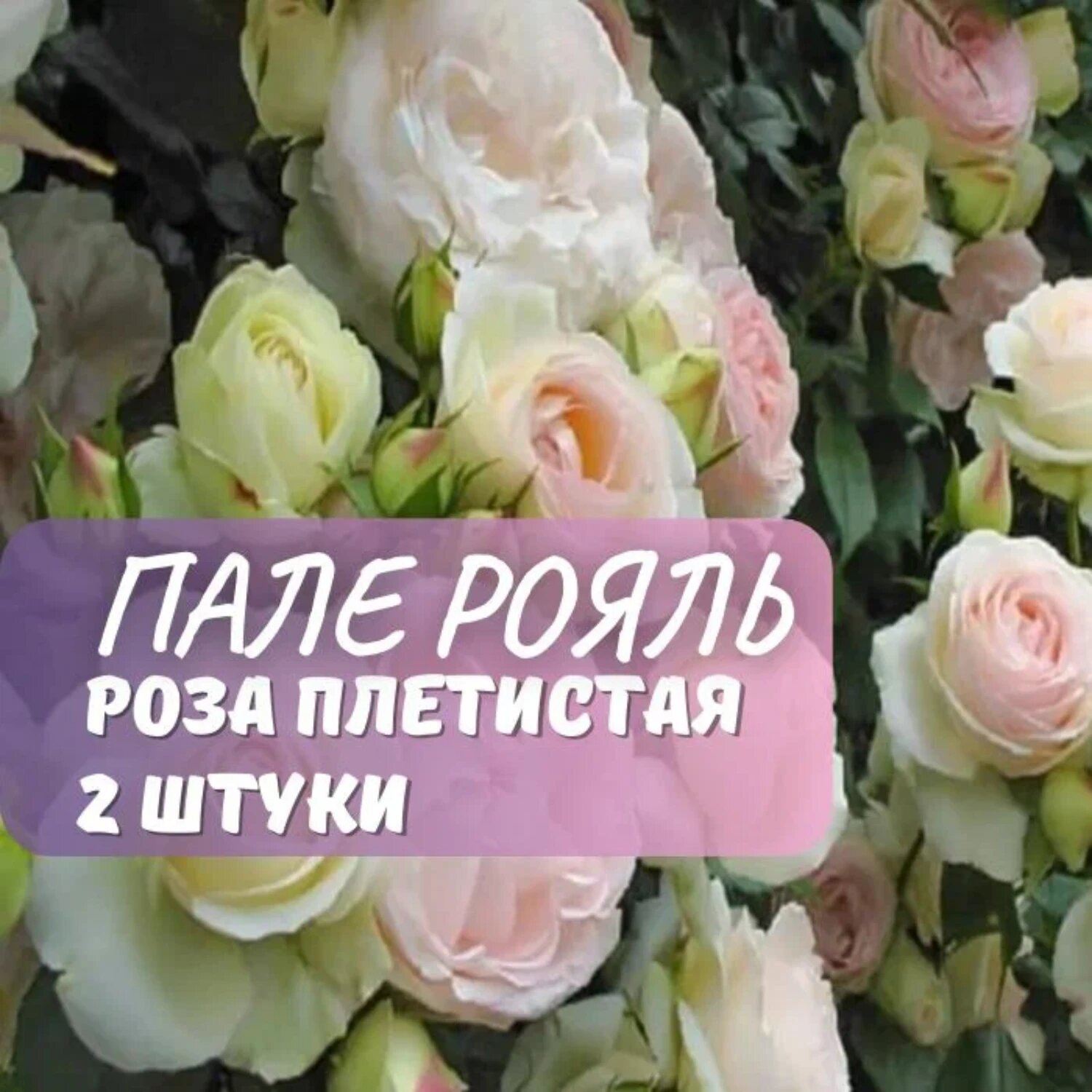 Роза плетистая "Пале Рояль", многолетняя, 2 саженца, белая и светло-розовая