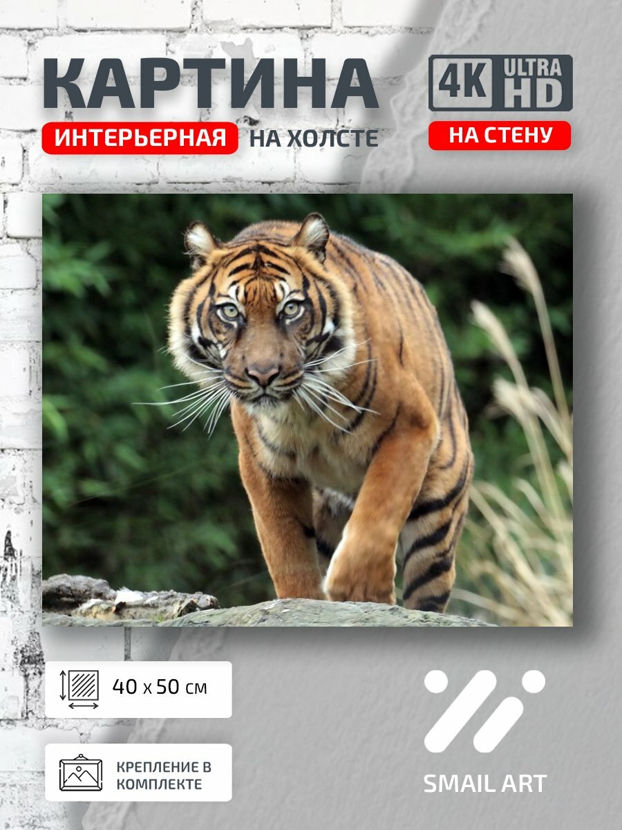 Картина на холсте интерьерная 40 на 50 на стену Взгляд Animal для кабинета animal style