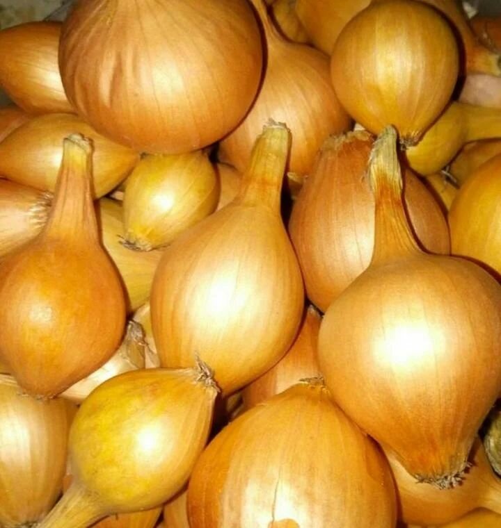 Коллекционные семена лука репчатый Николаевский