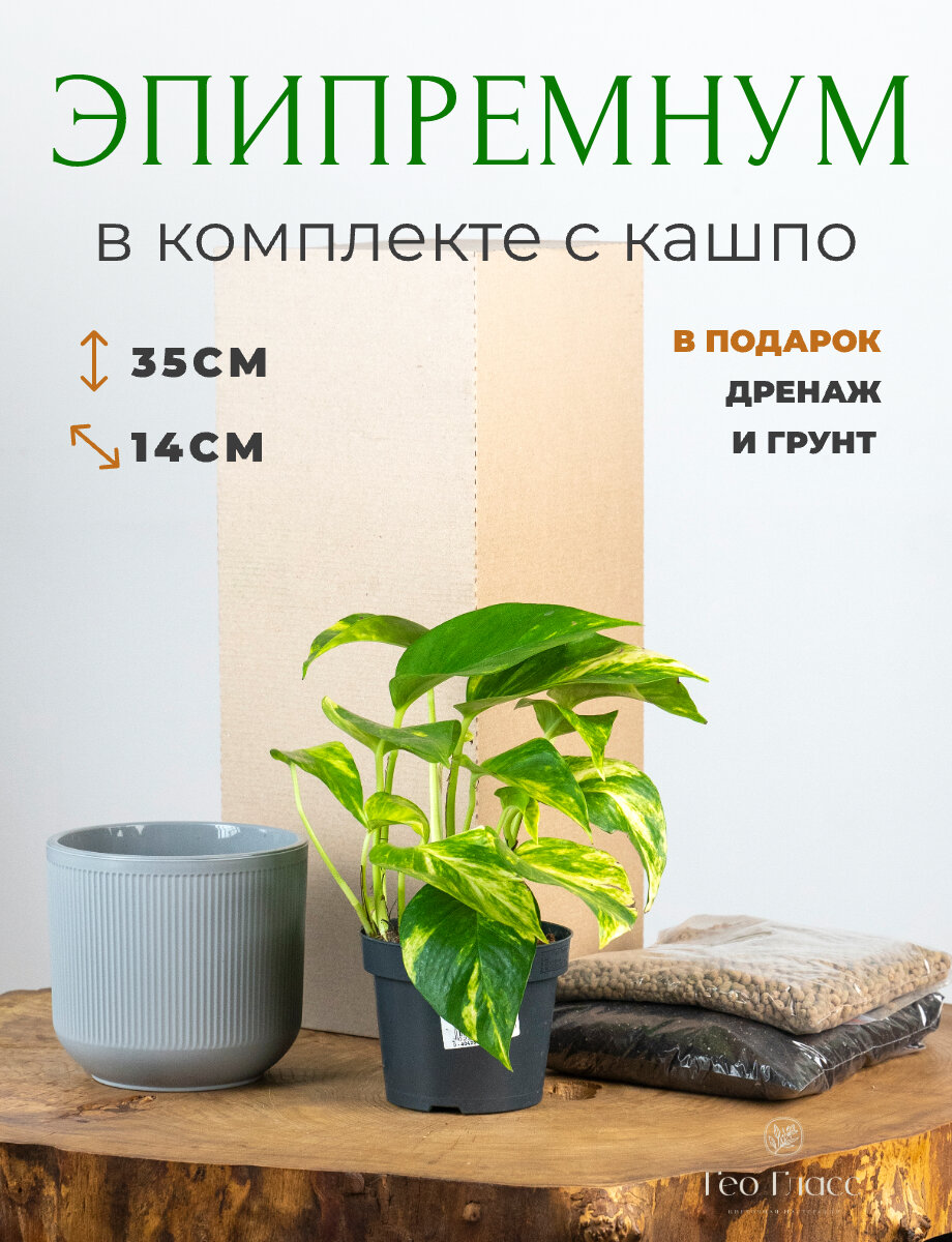 Geo Glass: Эпипремнум живой , комнатное растение + набор для пересадки с кашпо , 25 см