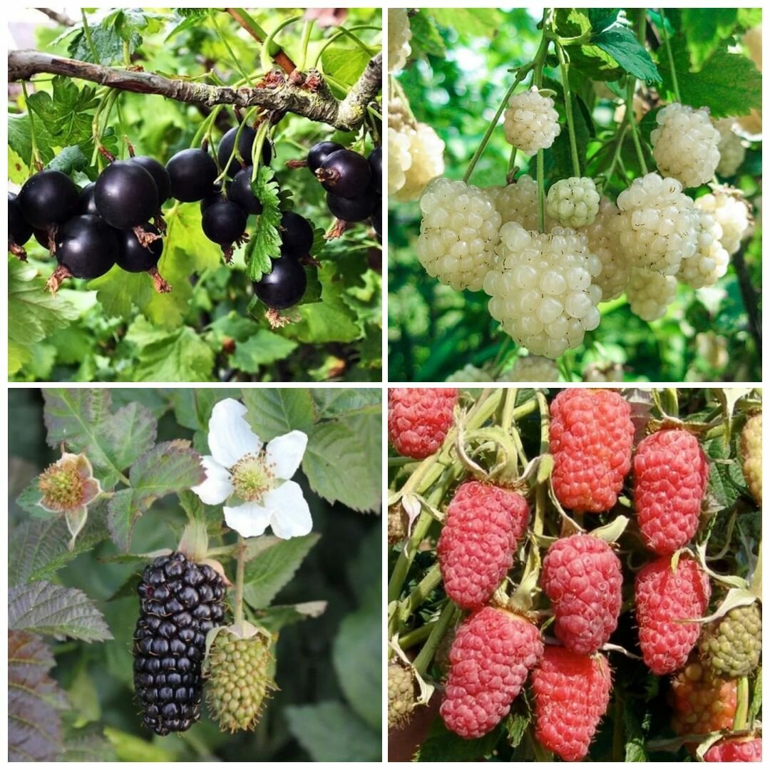 Комплект саженцев Трепетная любовь 4 шт