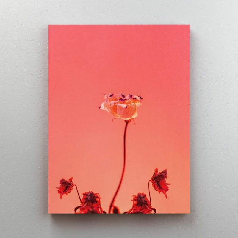 Интерьерная картина на холсте "Натюрморт - мак на розовом фоне" размер 30x40 см