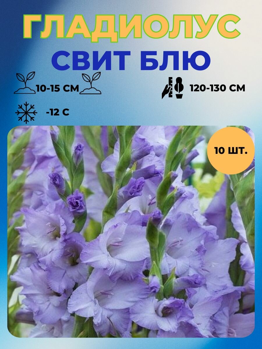 Гладиолус крупноцветковый, луковицы 10 штук