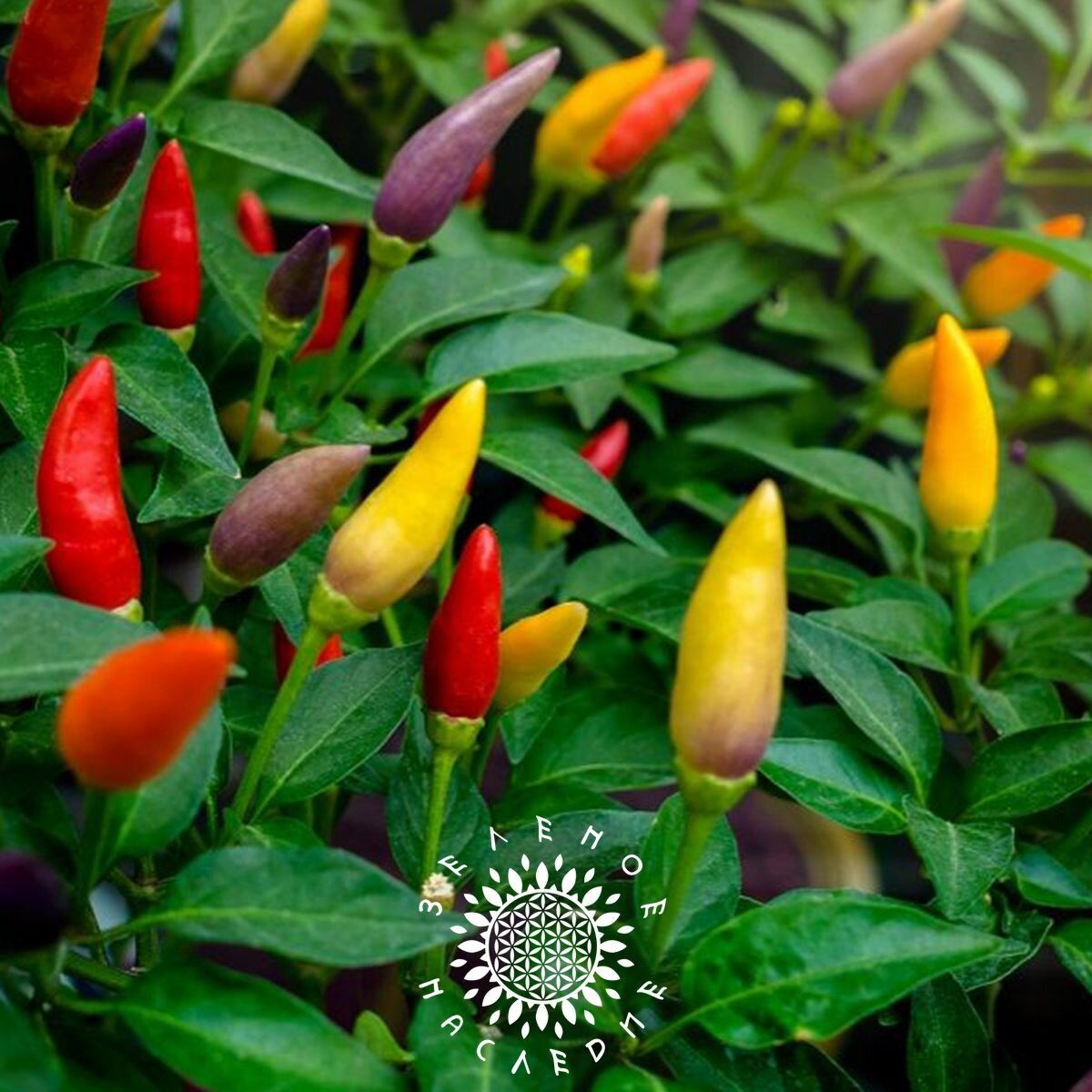 Семена Перец Маленький эльф (лат. Capsicum annuum) 5шт от Green Legacy