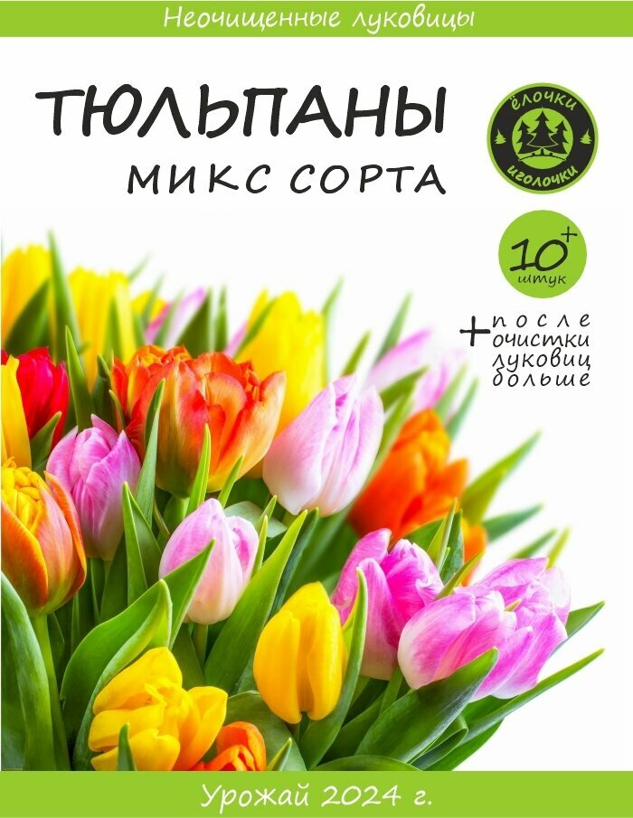 Тюльпан Луковицы неочищенные, Микс сортов, 10шт+ (Ёлочки иголочки)