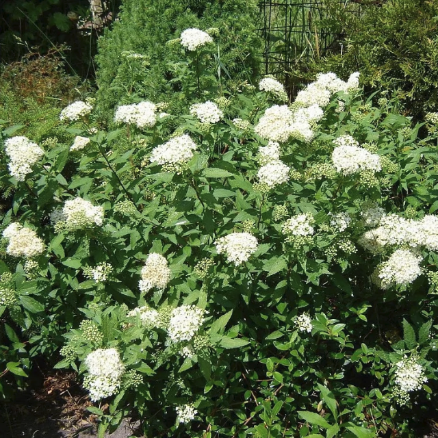 Спирея японская Альбифлора (1 саженец в горшке Р9), Нидерланды