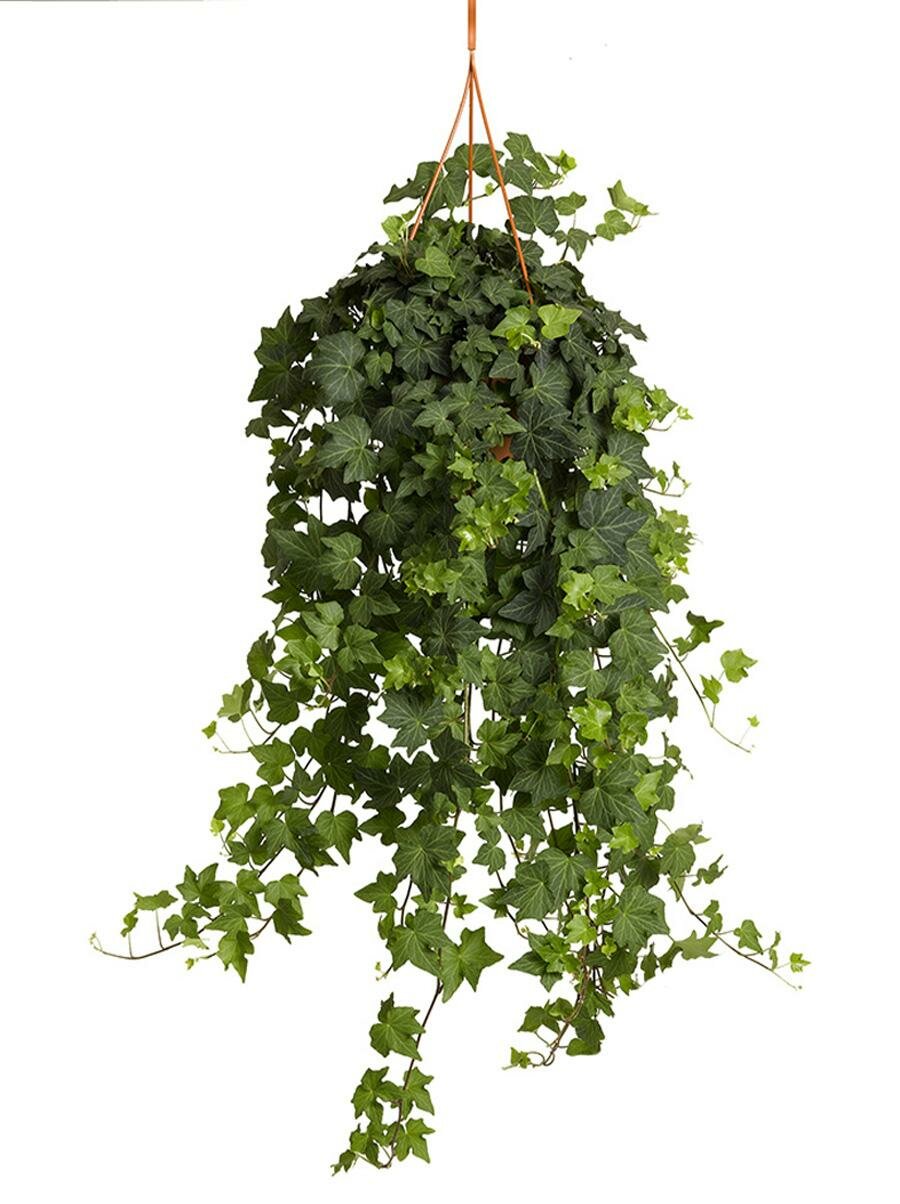 Хедера Бриджит - Hedera helix Brigitte D24 H50