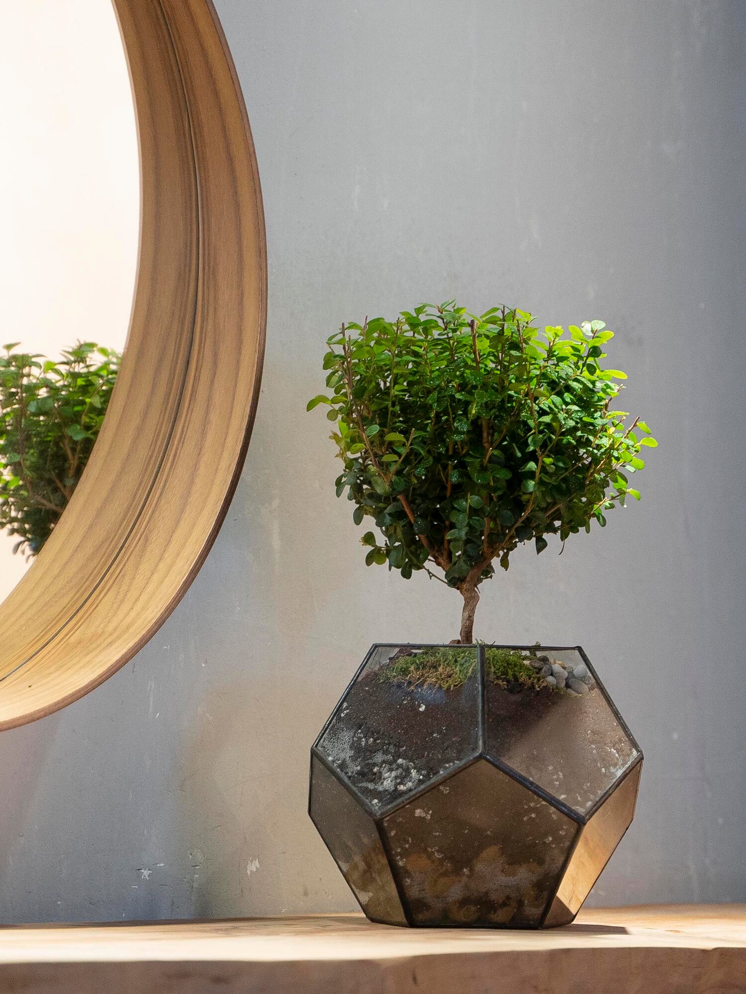 Geo Glass: Мирсина , мирт комнатное растение в стеклянном кашпо , подарок